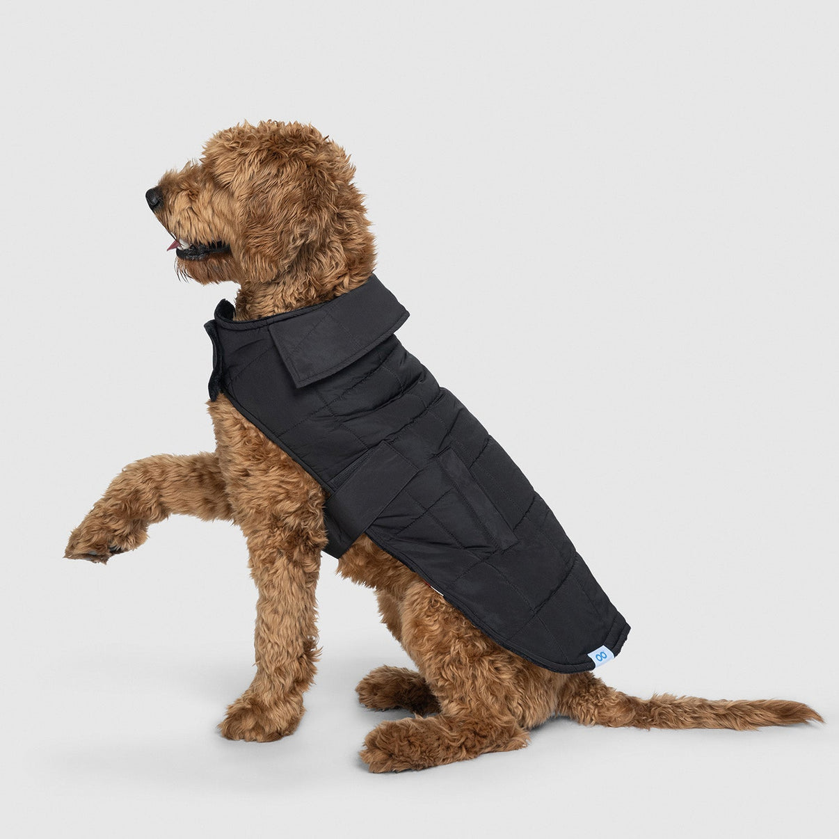 Black Outdoor Dog Jacket – The Oodie