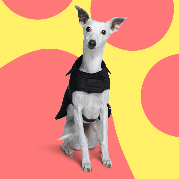 Black Outdoor Dog Jacket – The Oodie